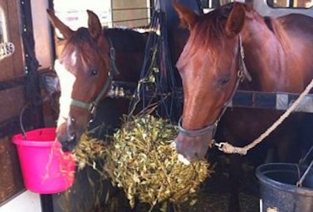 Try Perennial Peanut Grass Hay as a Healthy Alternative Forage ...